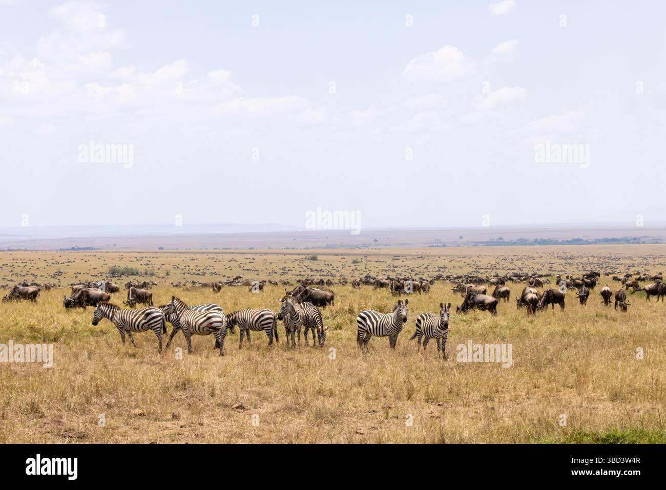 Annual zebra migration hi-res stock photography and images - Alamy