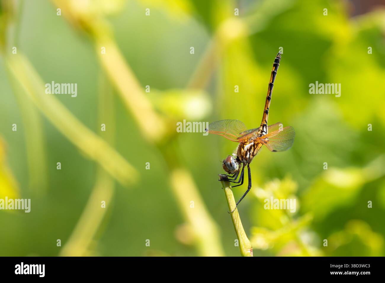Female Red-veined Dropwing dragonfly in obelisk position to limit sun ...