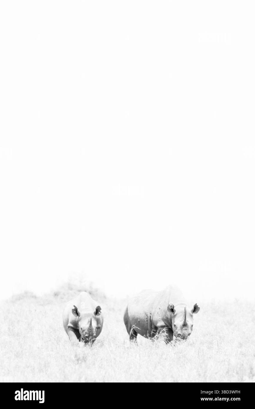 Image photos large Black and White Stock Photos & Images - Alamy