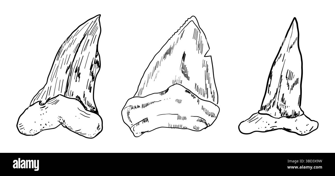 Shark tooth sketch tattoo, megalodon line doodle sharp silhouette. Jaw ...