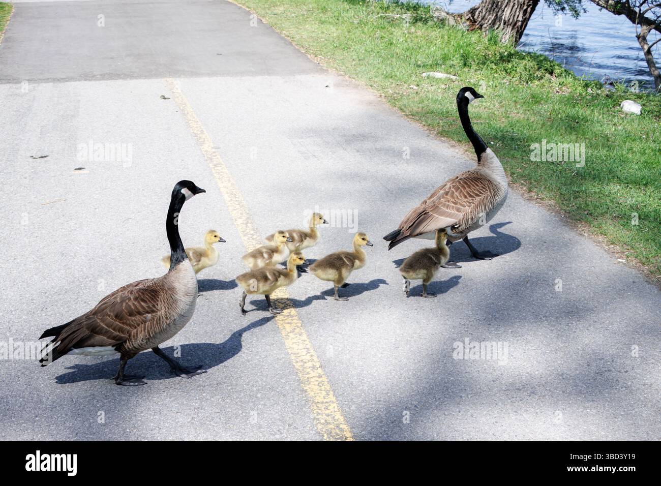 Canada geese with their young goslings crossing the bike path and going ...