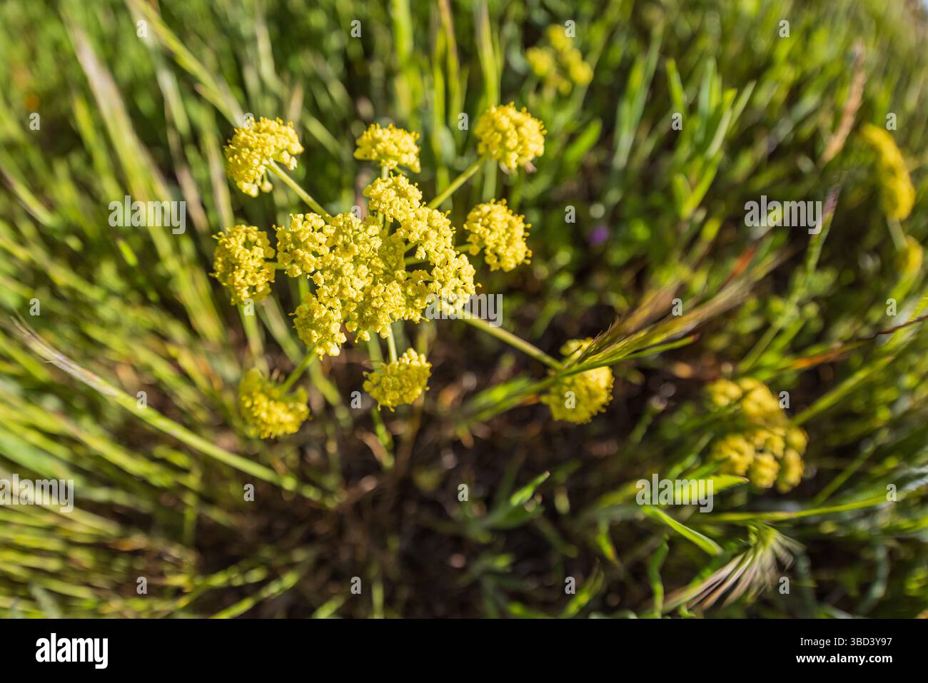 Tom McCall Preserve, The Dalles, Columbia River Gorge, Oregon. Spring ...