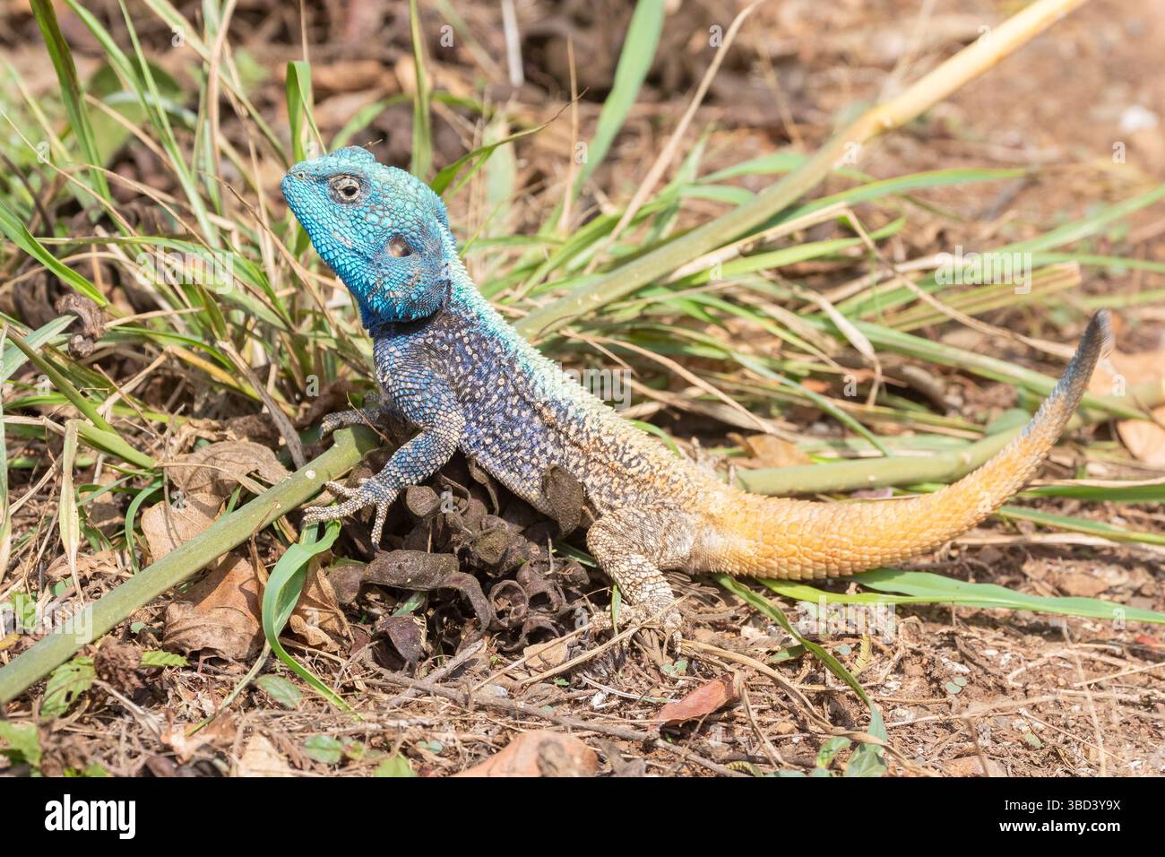 Breeding male Black-necked Tree Agama or Southern Tree Agama ...
