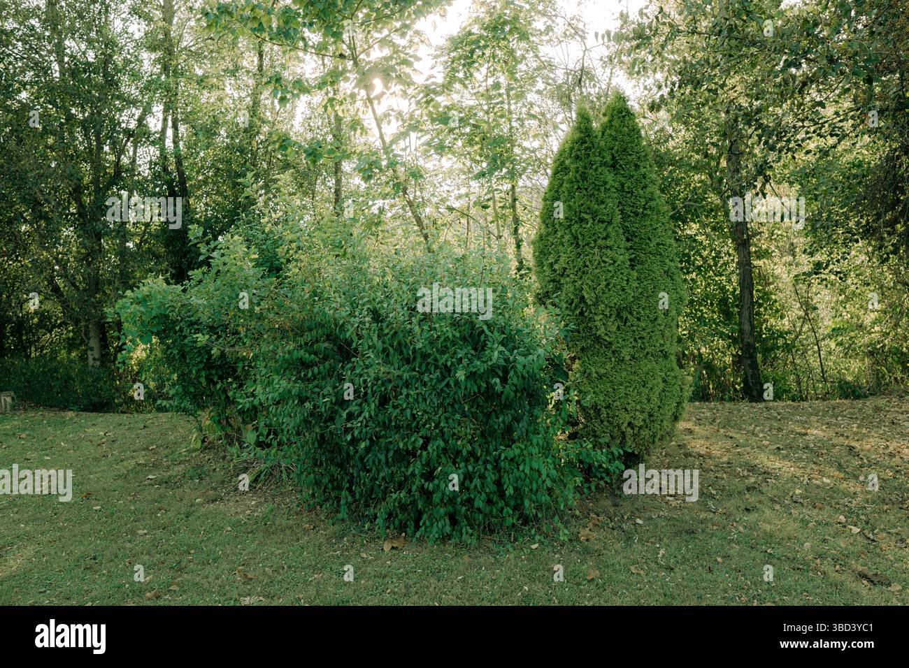 A vibrant patch of dense green shrubs and a conical evergreen tree ...