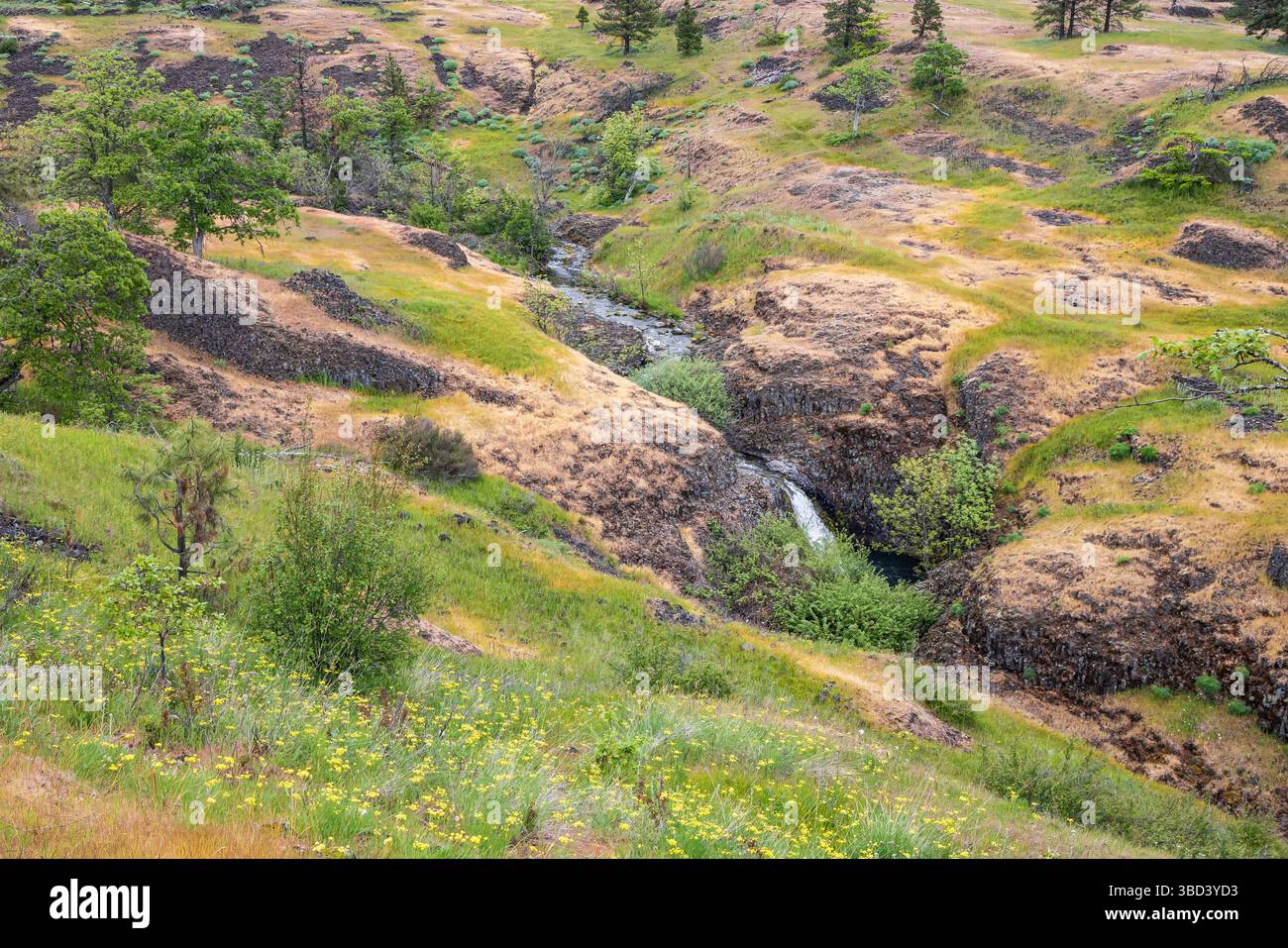 Tom McCall Preserve, The Dalles, Columbia River Gorge, Oregon. A small ...