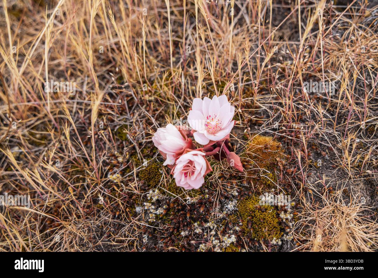 Tom McCall Preserve, The Dalles, Columbia River Gorge, Oregon. Spring ...