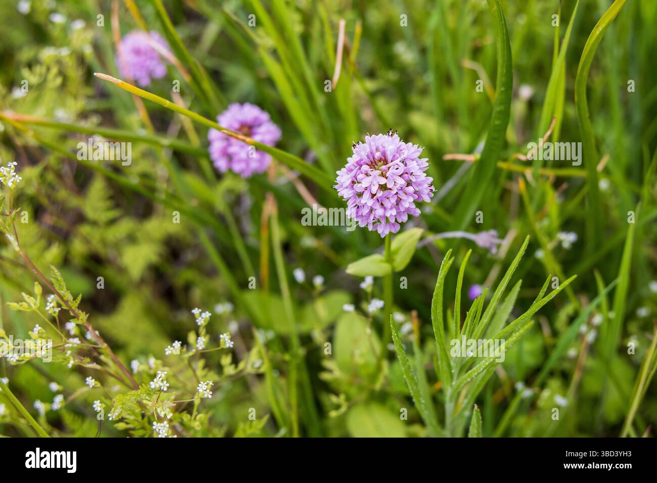 Tom McCall Preserve, The Dalles, Columbia River Gorge, Oregon. Spring ...