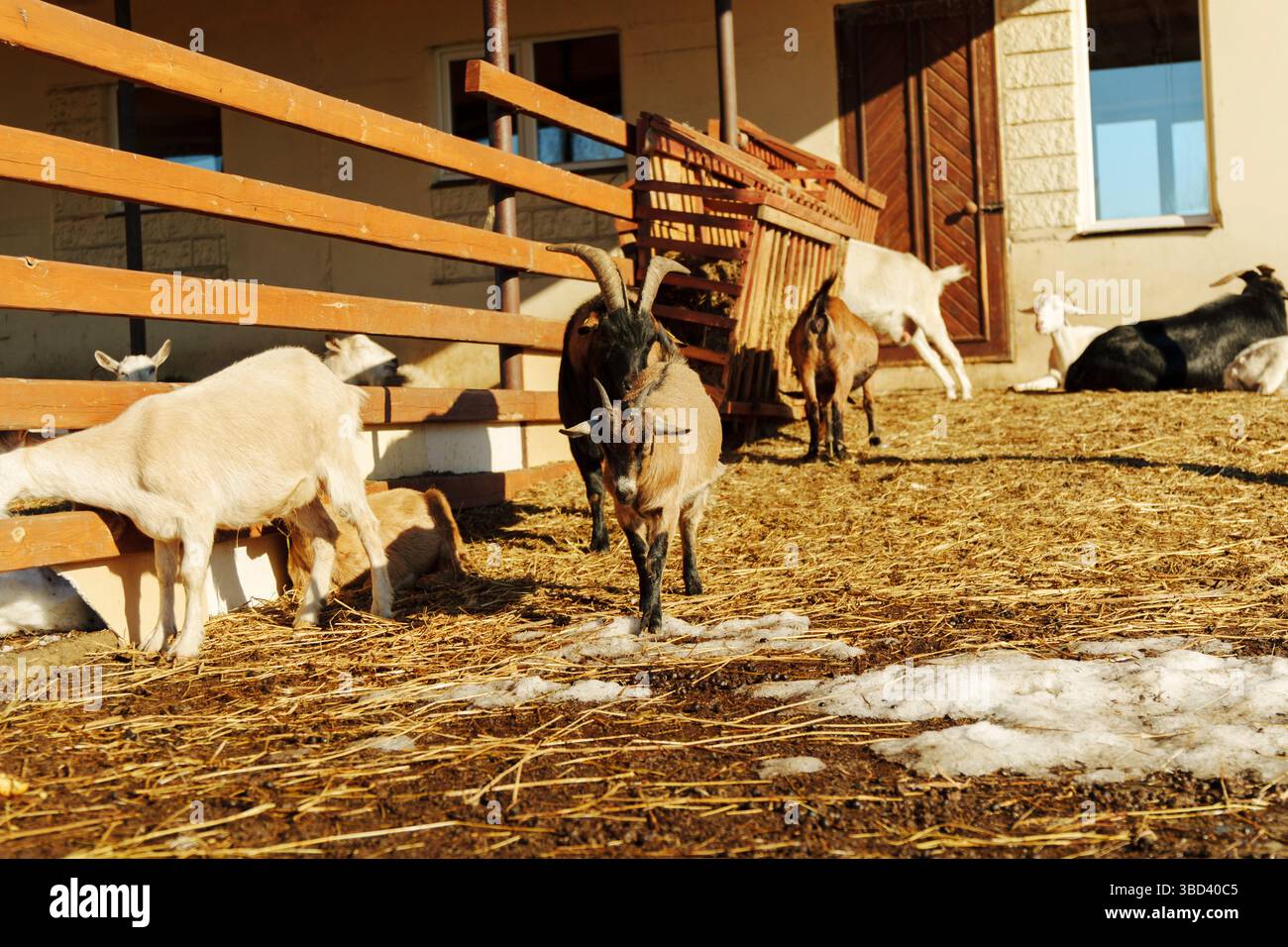 Several goats are resting peacefully on straw inside a barn. Sunlight ...