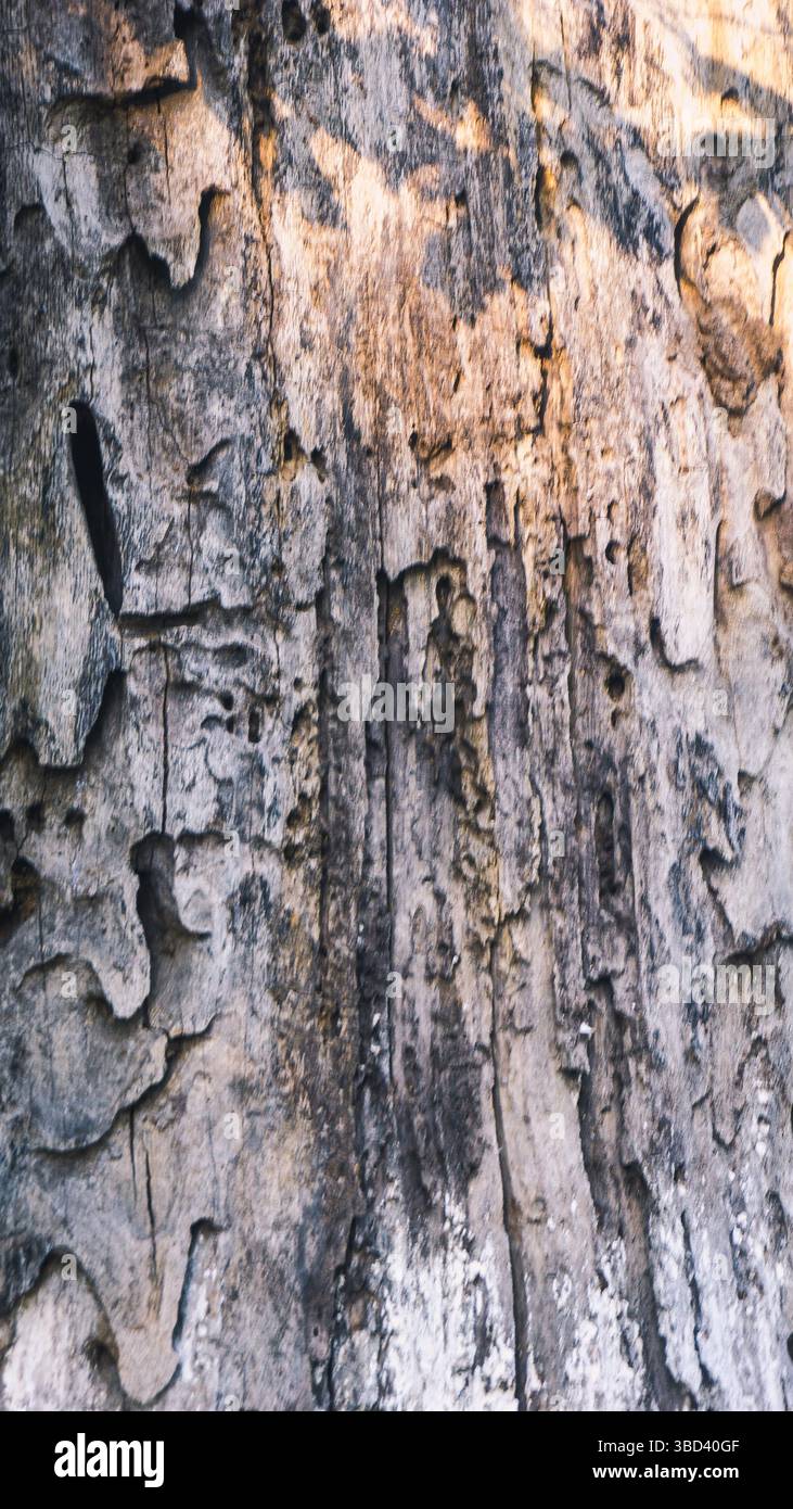 Close up shoot wooden hi-res stock photography and images - Alamy