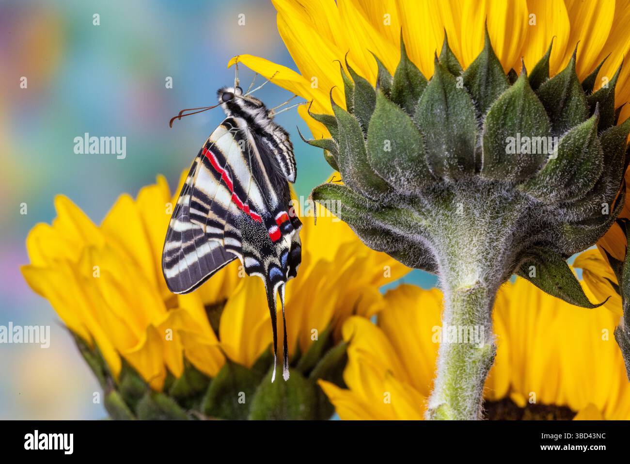 Zebra swallowtail butterfly, native to eastern US, on sunflowers Stock ...