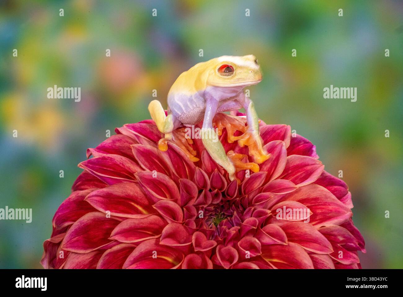 Albino tree frog hi-res stock photography and images - Alamy