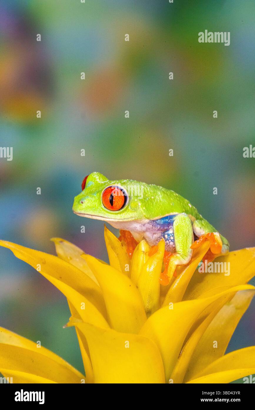 Washington state amphibian hi-res stock photography and images - Alamy