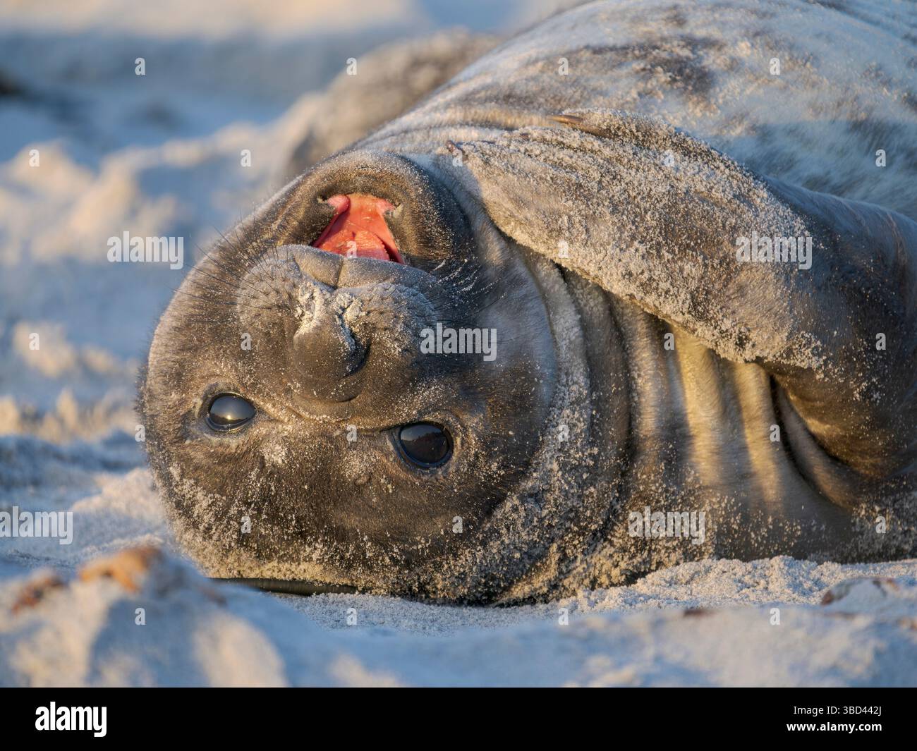Pup of southern elephant seal during mating season on beach of Sea Lion ...