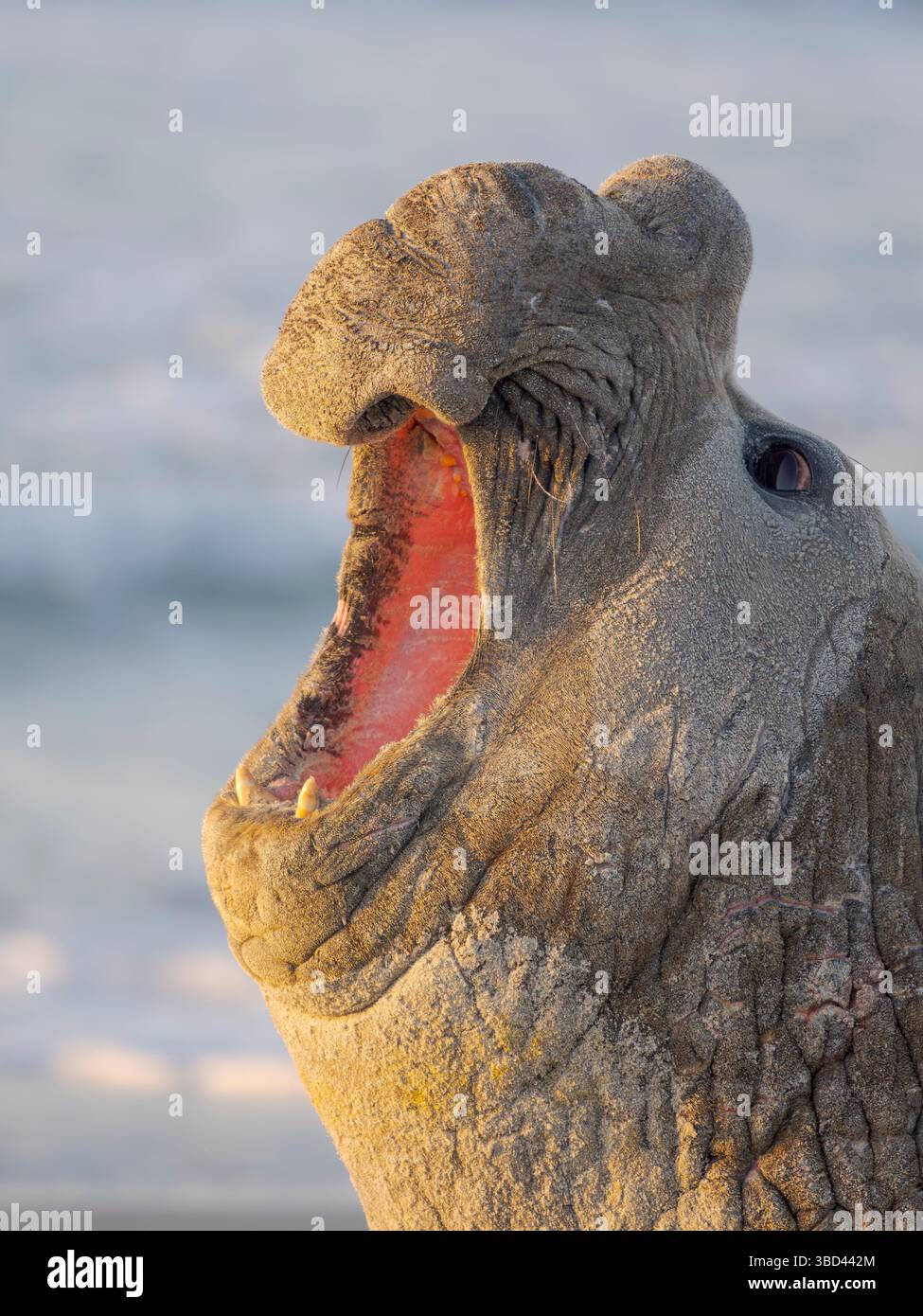 Dominant bull or beach master, threat display. Southern elephant seal ...
