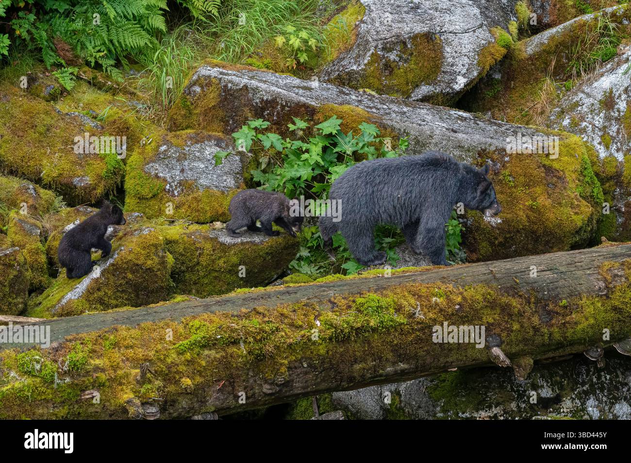 USA, Alaska. Mother black bear with cubs, Anan Bear Observatory Stock ...