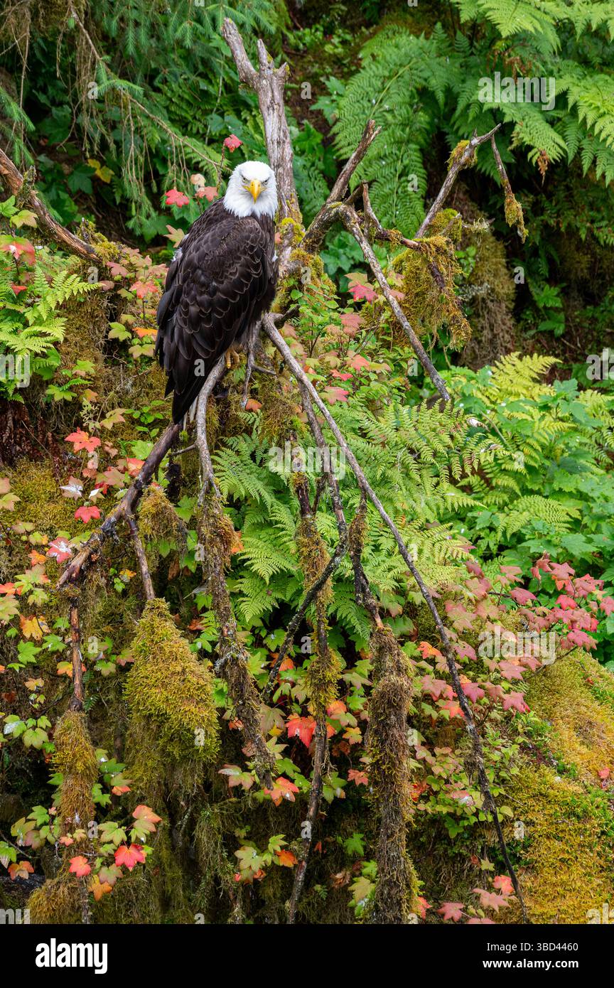 USA, Alaska. Bald eagle at Anan Bear Observatory Stock Photo - Alamy