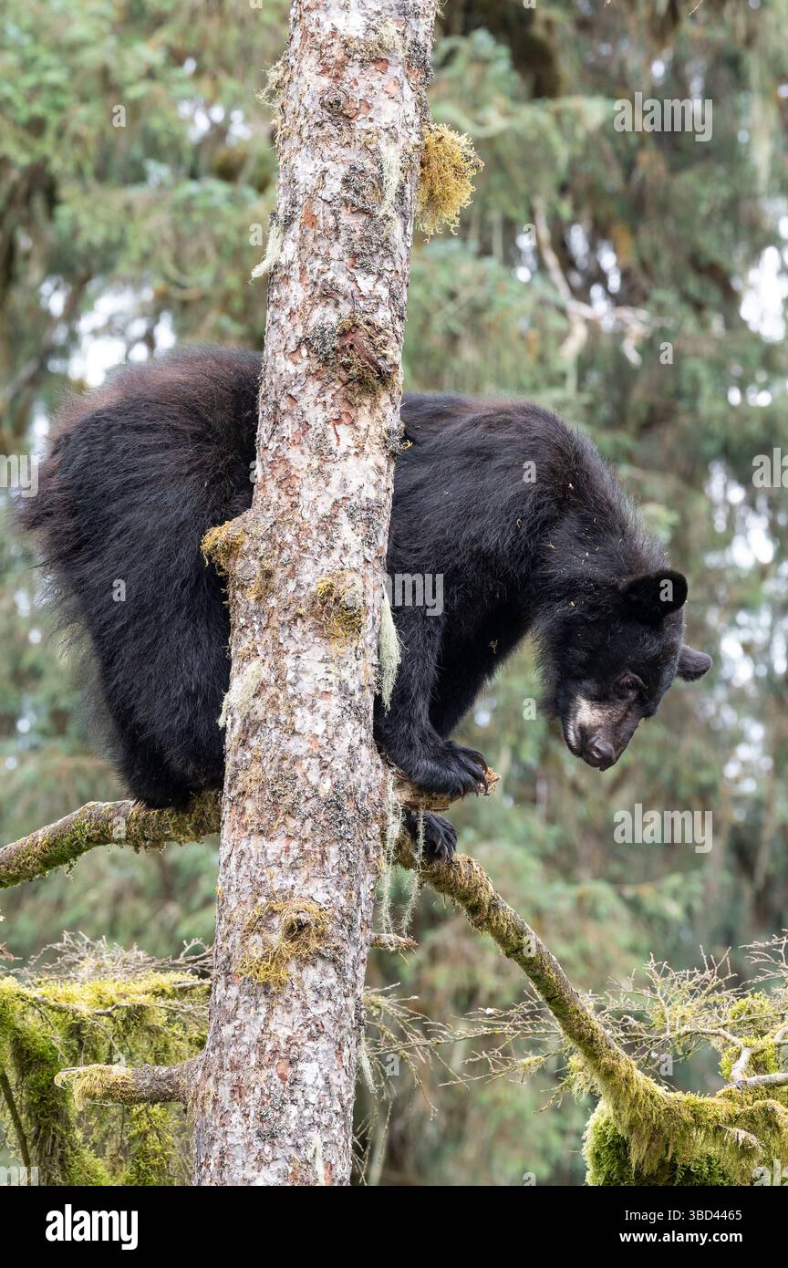 USA, Alaska. Black bear climbs tree at Anan Bear Observatory, Tongass ...