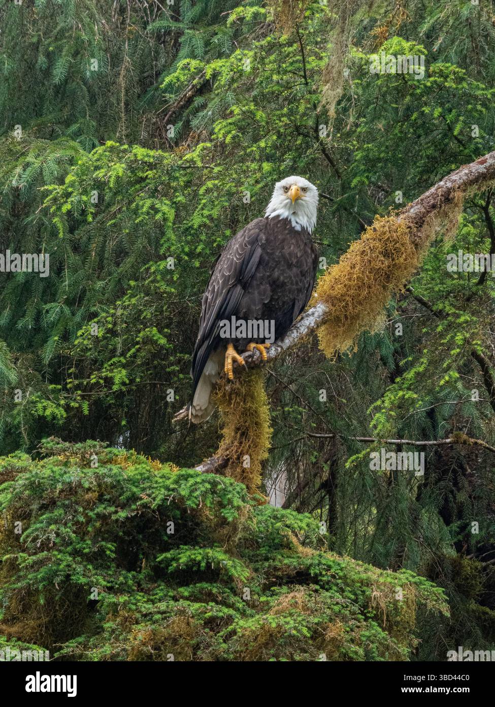 USA, Alaska. Bald eagle in rainforest near Wrangell Stock Photo - Alamy