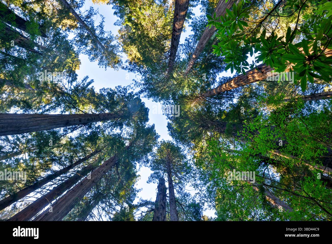 USA, California. Del Norte Redwoods State Park springtime looking up ...