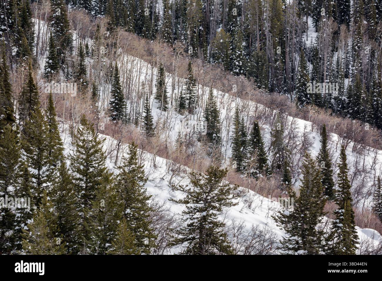 USA, Colorado, Routt County. Steamboat Springs, Ridges of aspen trees ...