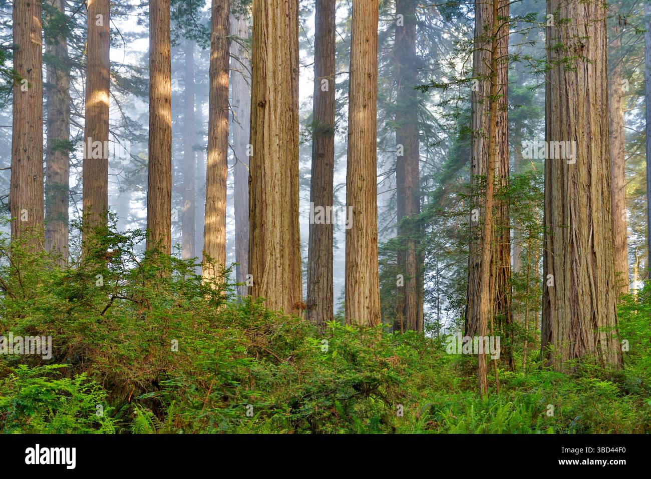 USA, California. Del Norte Redwoods State Park springtime with redwoods ...