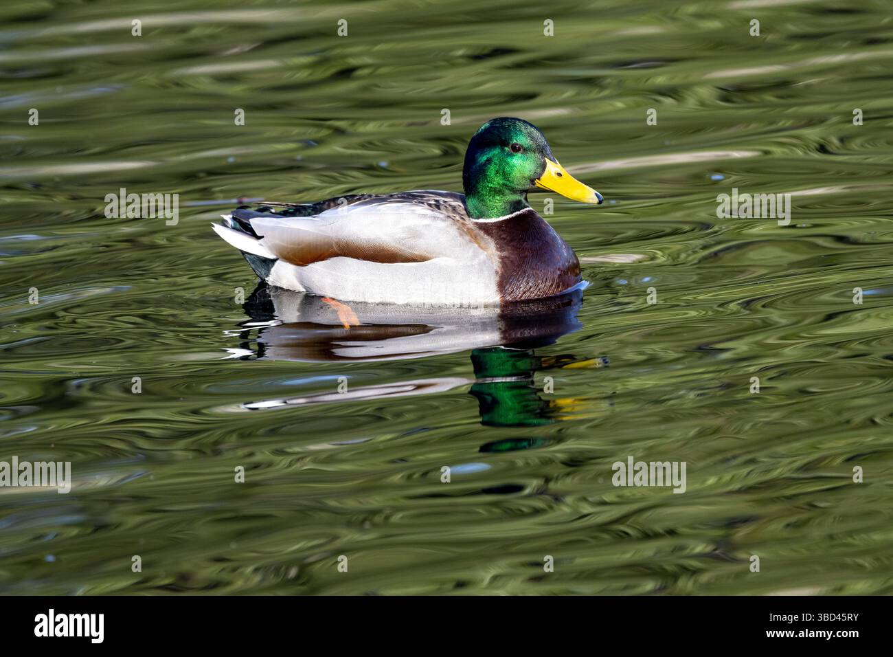 USA, Washington State, Sammamish. Yellow Lake Male Mallard Duck Stock ...