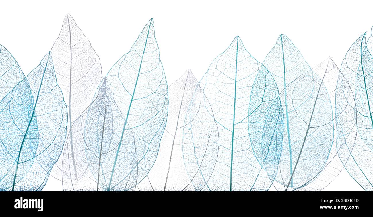 Beautiful skeletonized leaves isolated on white, top view Stock Photo ...