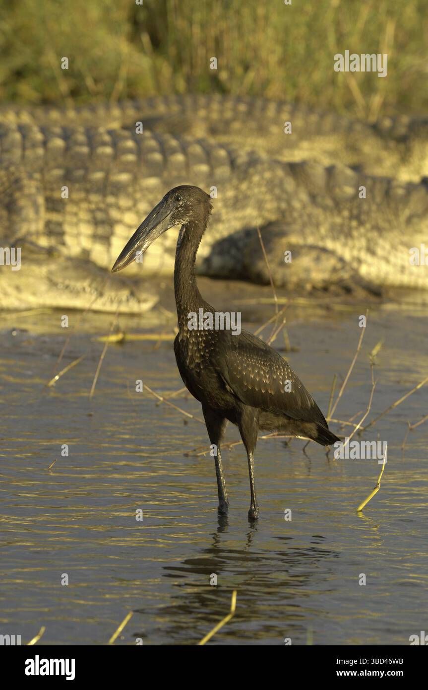 African Open-billed Stork (Anastomus lamelligerus), adult, in water ...