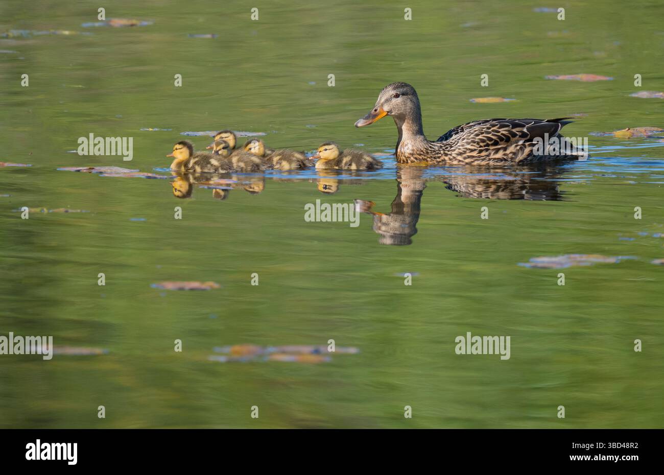 Washington State, Juanita Bay Park. Female mother mallard duck with ...