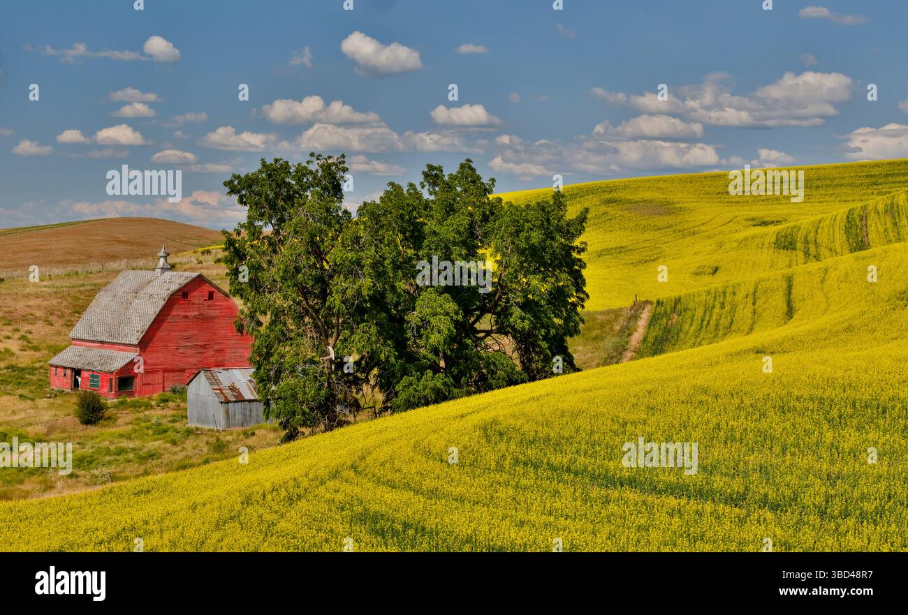 USA, Washington State, Palouse. Canola field and red barn. (Editorial ...