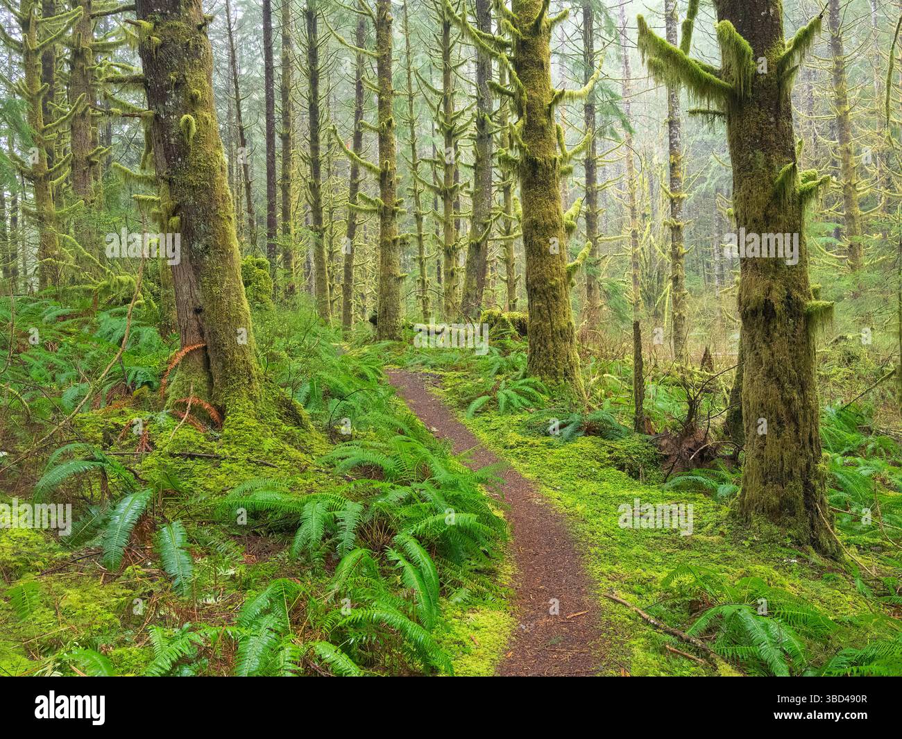 Washington State, Central Cascades. Mount Baker Snoqualmie National ...