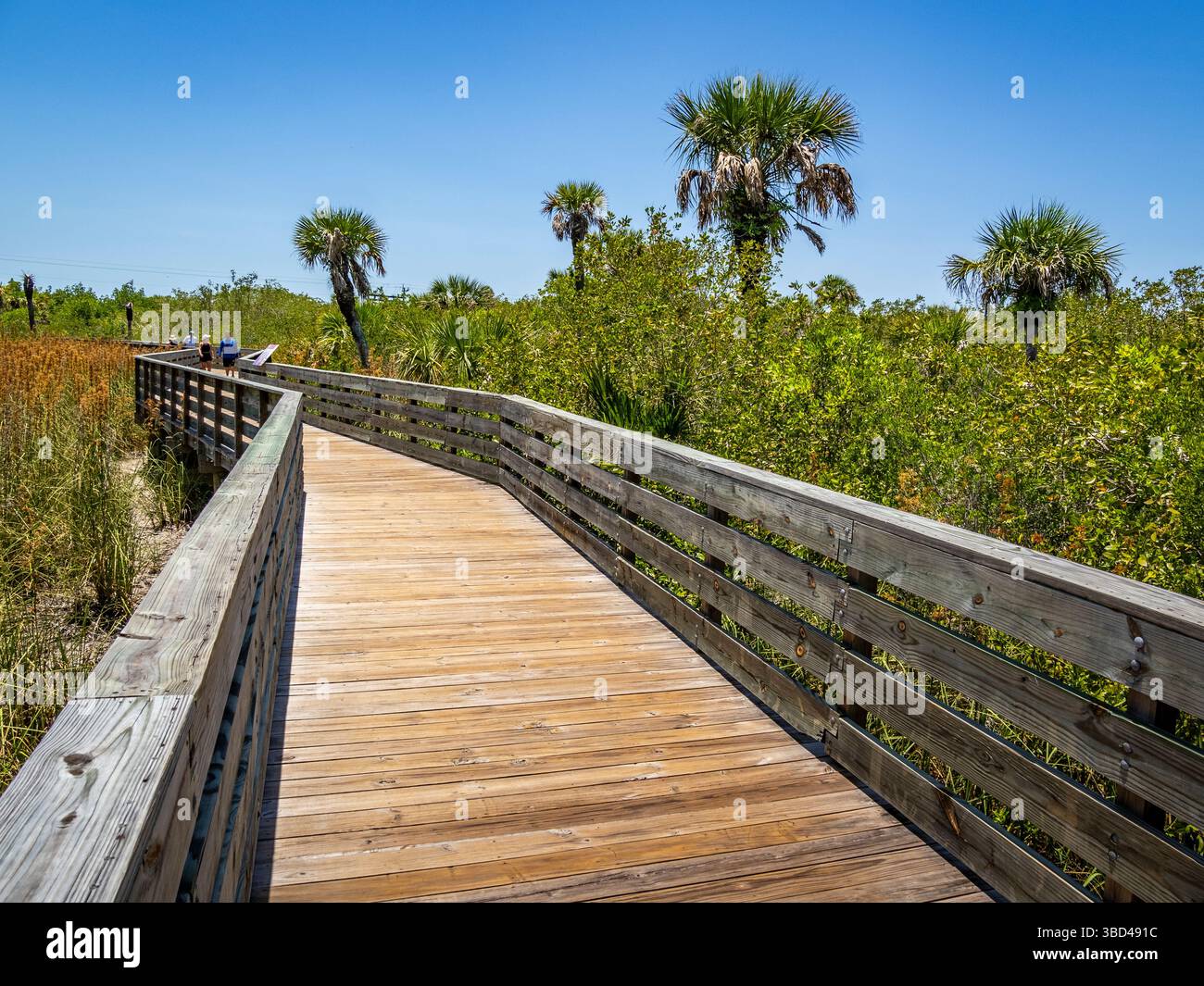 Big Cypress Bend Boardwalk in Fakahatchee Strand Preserve State Park in ...