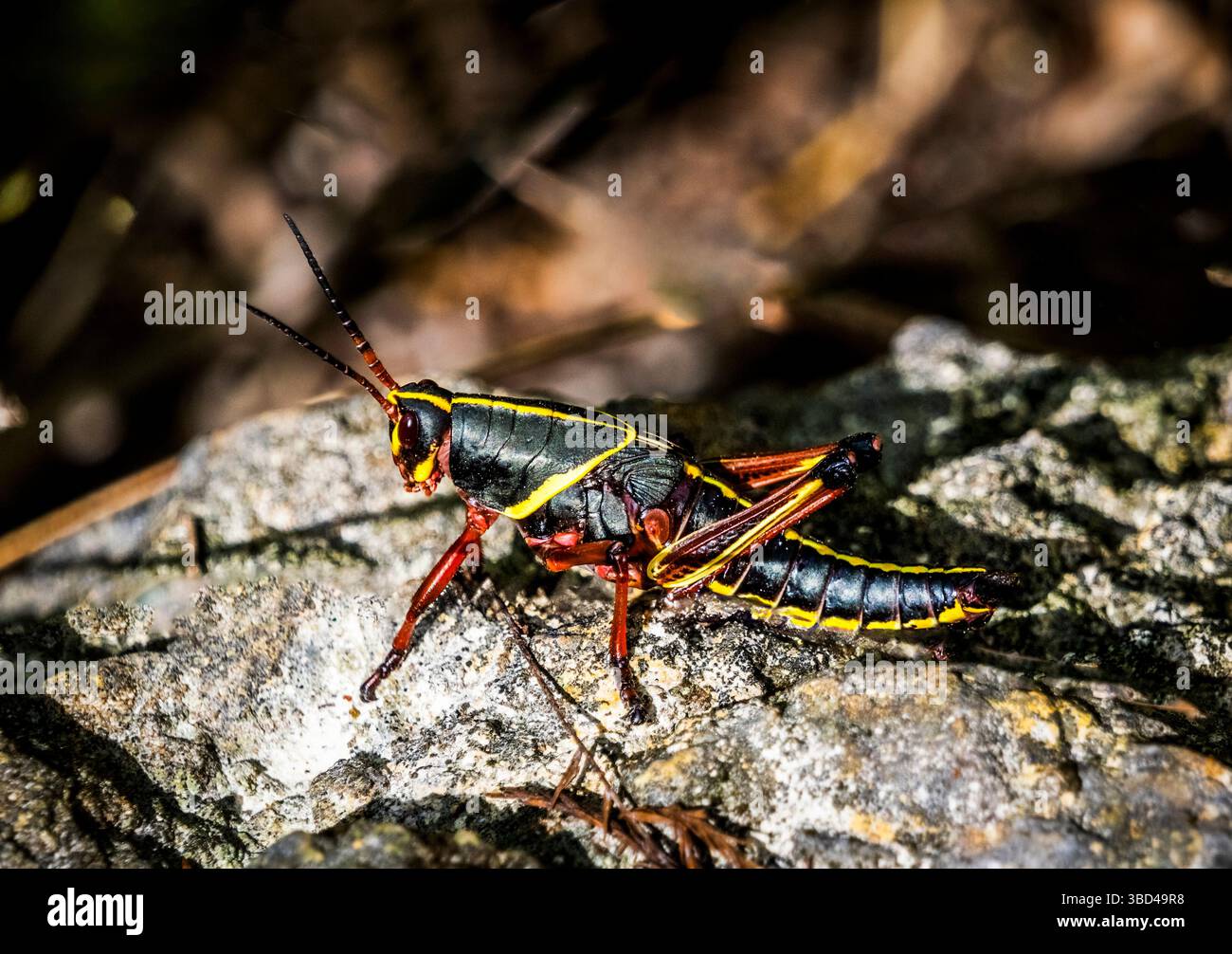 Young Eastern Lubber grasshopper, Romalea microptera, in Big Cypress ...