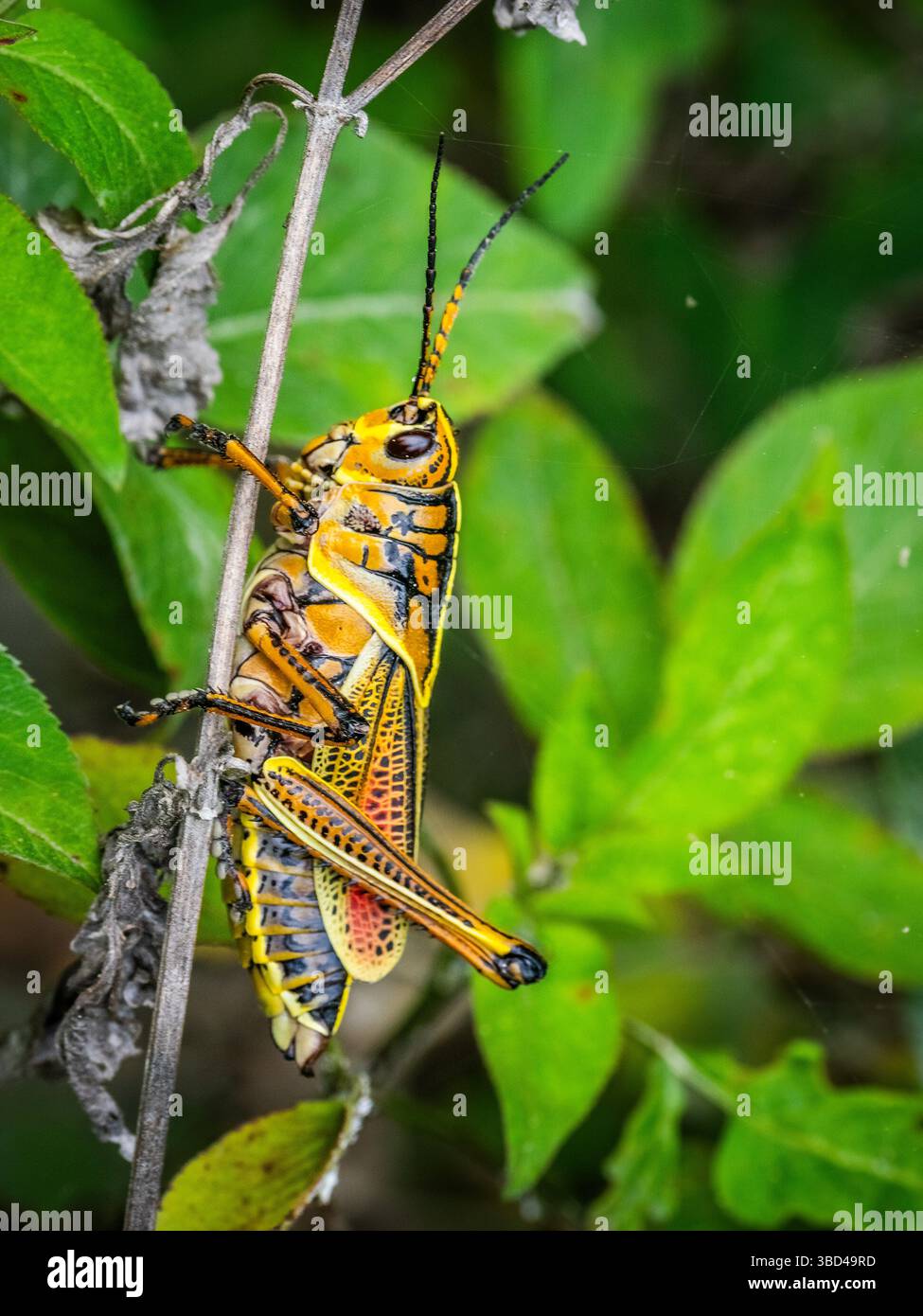 Closeup of Eastern Lubber grasshopper, Romalea microptera, in Big ...