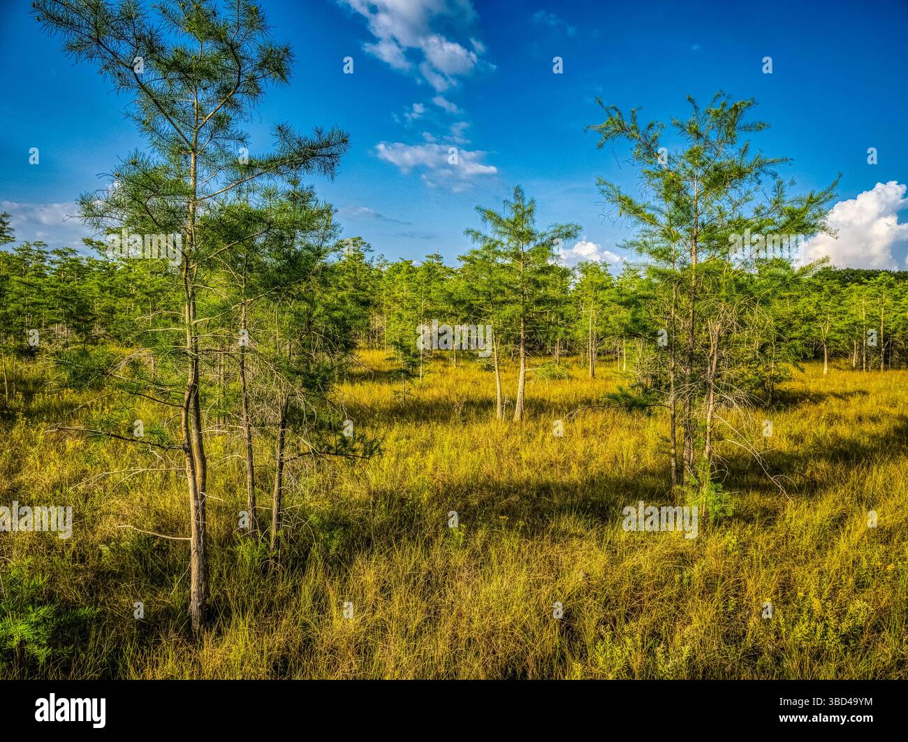 Sawgrass prairie and drawf cypress trees at the kirby Shorter Roadside ...