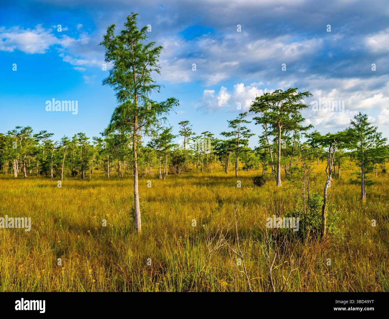 Sawgrass prairie and drawf cypress trees at the kirby Shorter Roadside ...