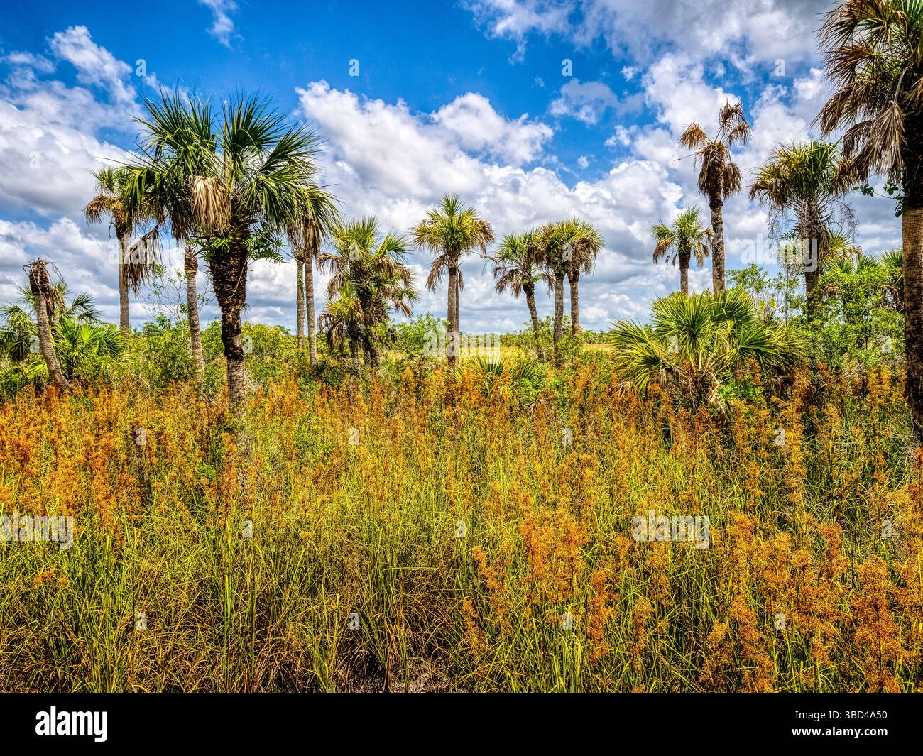 View over prairie at the Big Cypress Bend Boardwalk in Fakahatchee ...