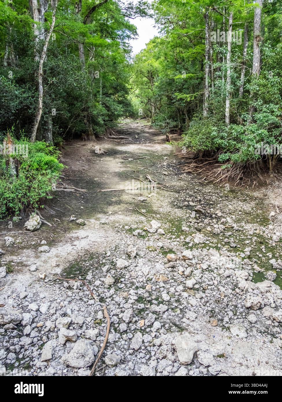Dry season in the Cypress swamp on the Loop Road Scenic Drive or County ...