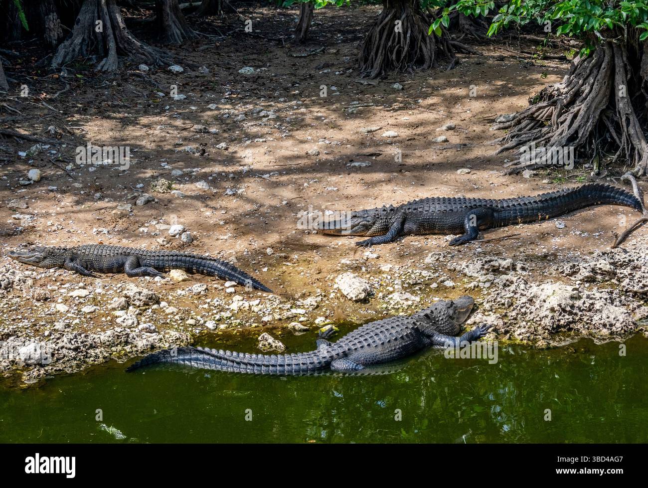Alligators at water hole in the dry season in the Cypress swamp on the ...