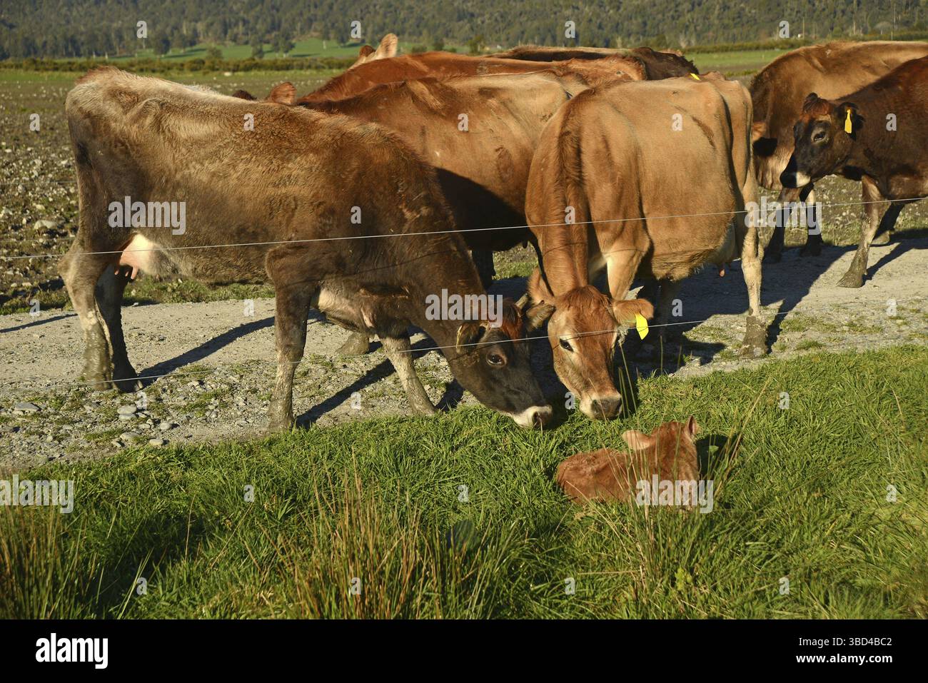 Two Jersey cows show an interest in a newly-born calf just outside the ...