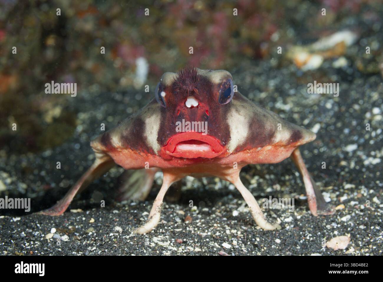 Red lipped batfish hi-res stock photography and images - Alamy
