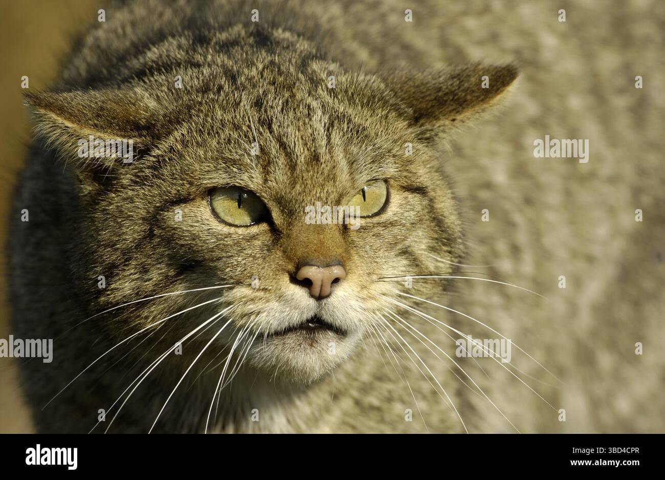 European Wild Cat (Felis silvestris), adult, portrait with ears ...