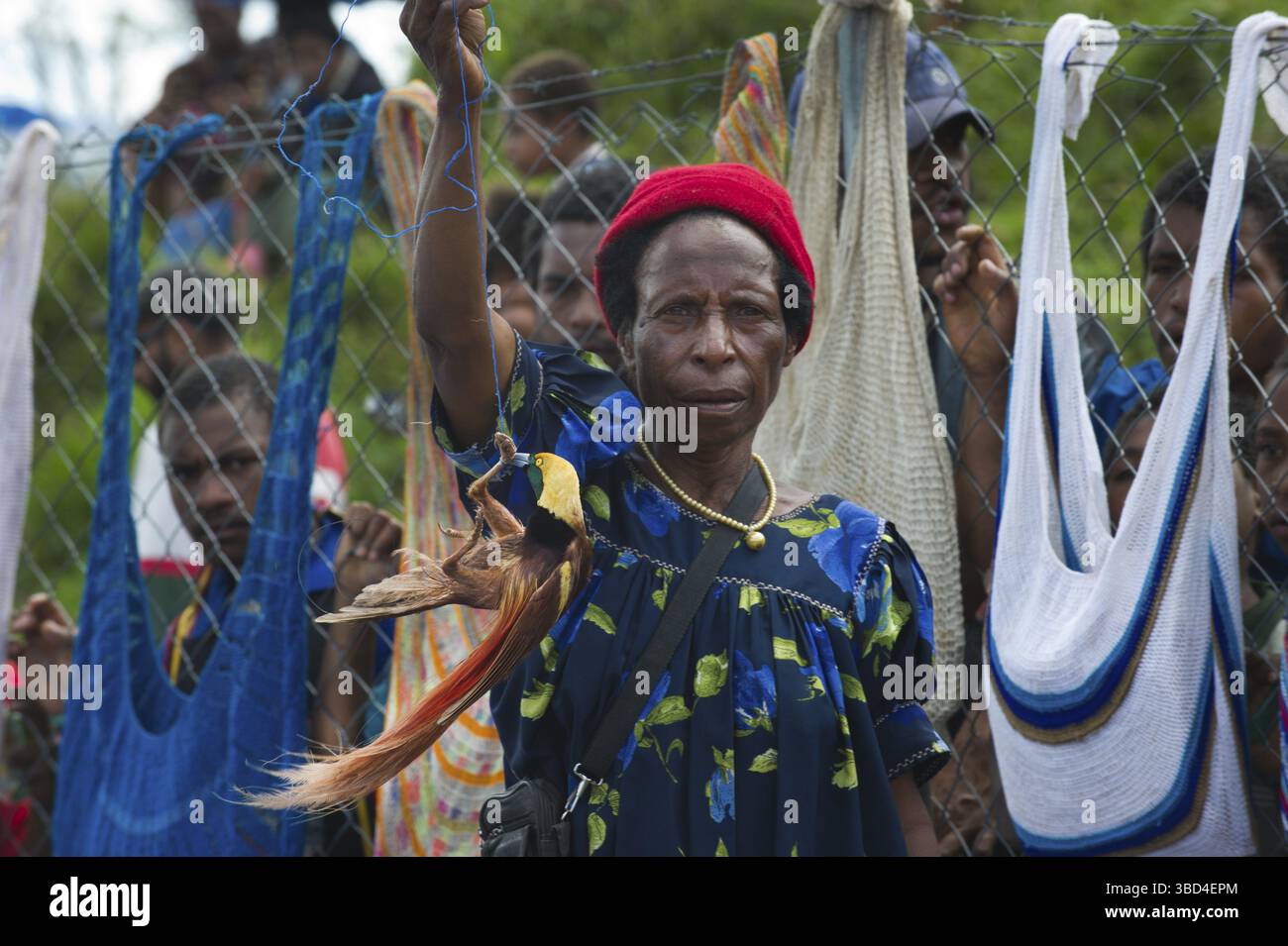 Lady in market with male Raggiana Bird of Paradise for sale, Mt Hagen ...