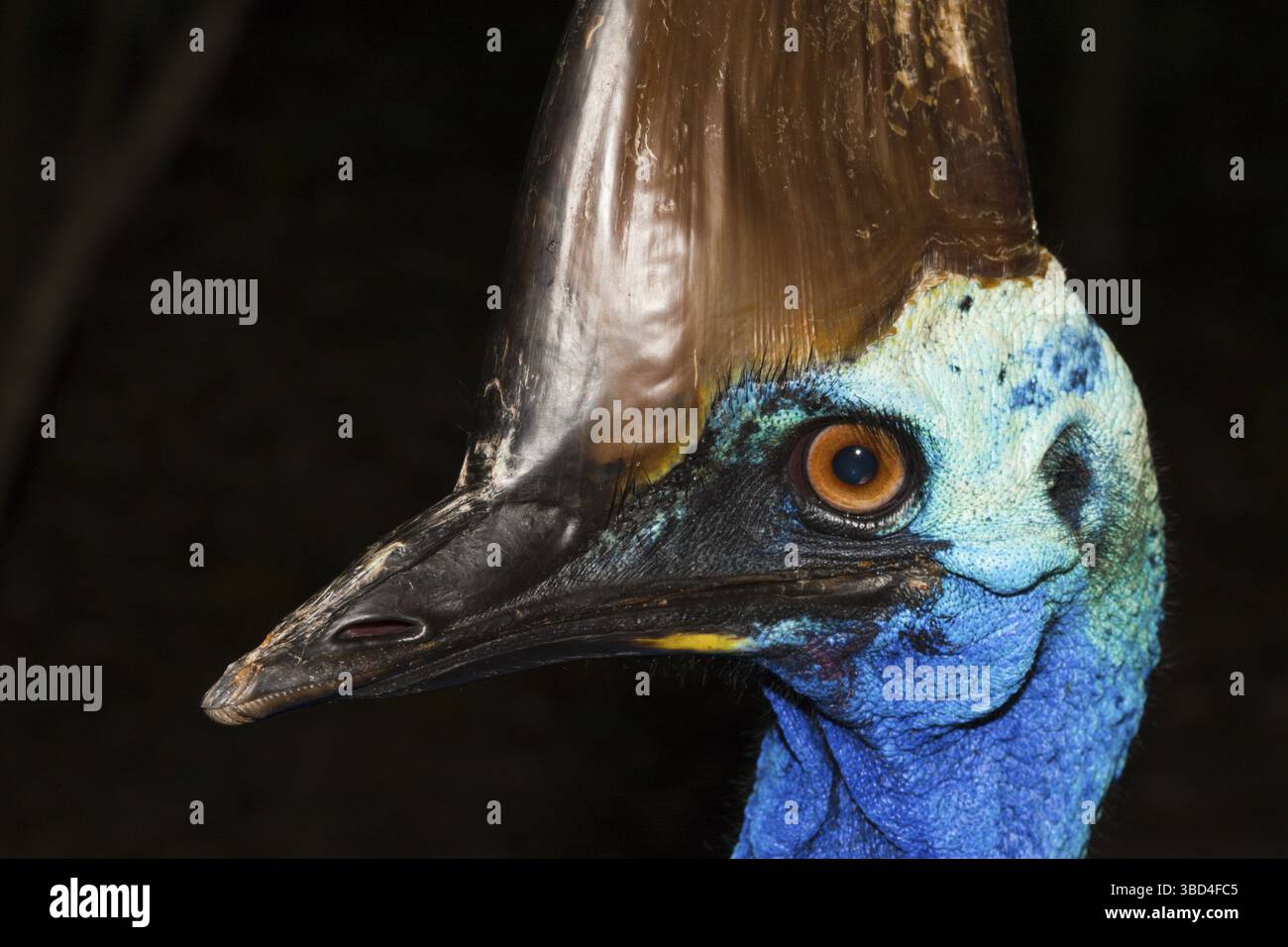 Helmeted cassowary hi-res stock photography and images - Alamy
