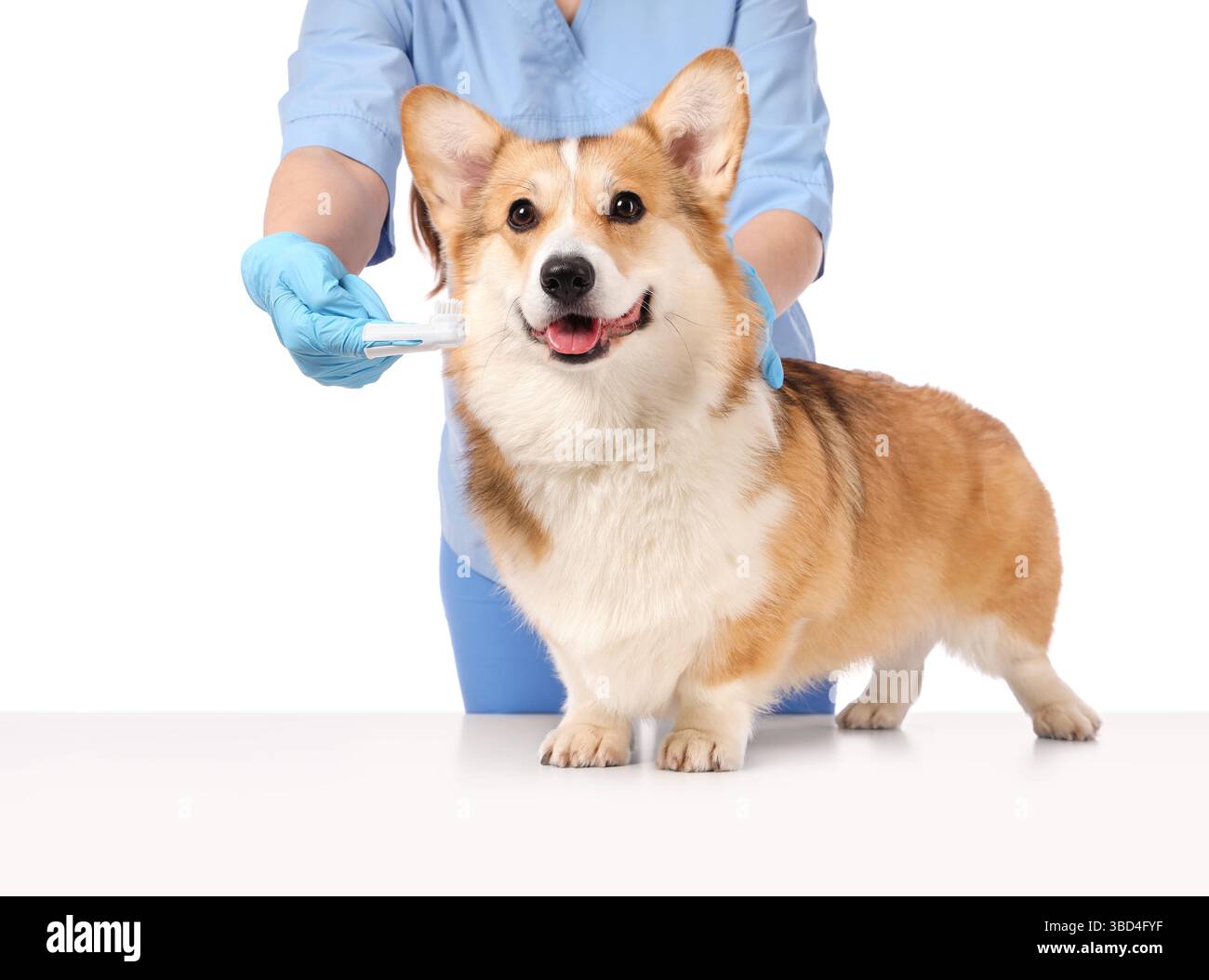Veterinarian brushing teeth of cute Corgi dog on white background Stock ...