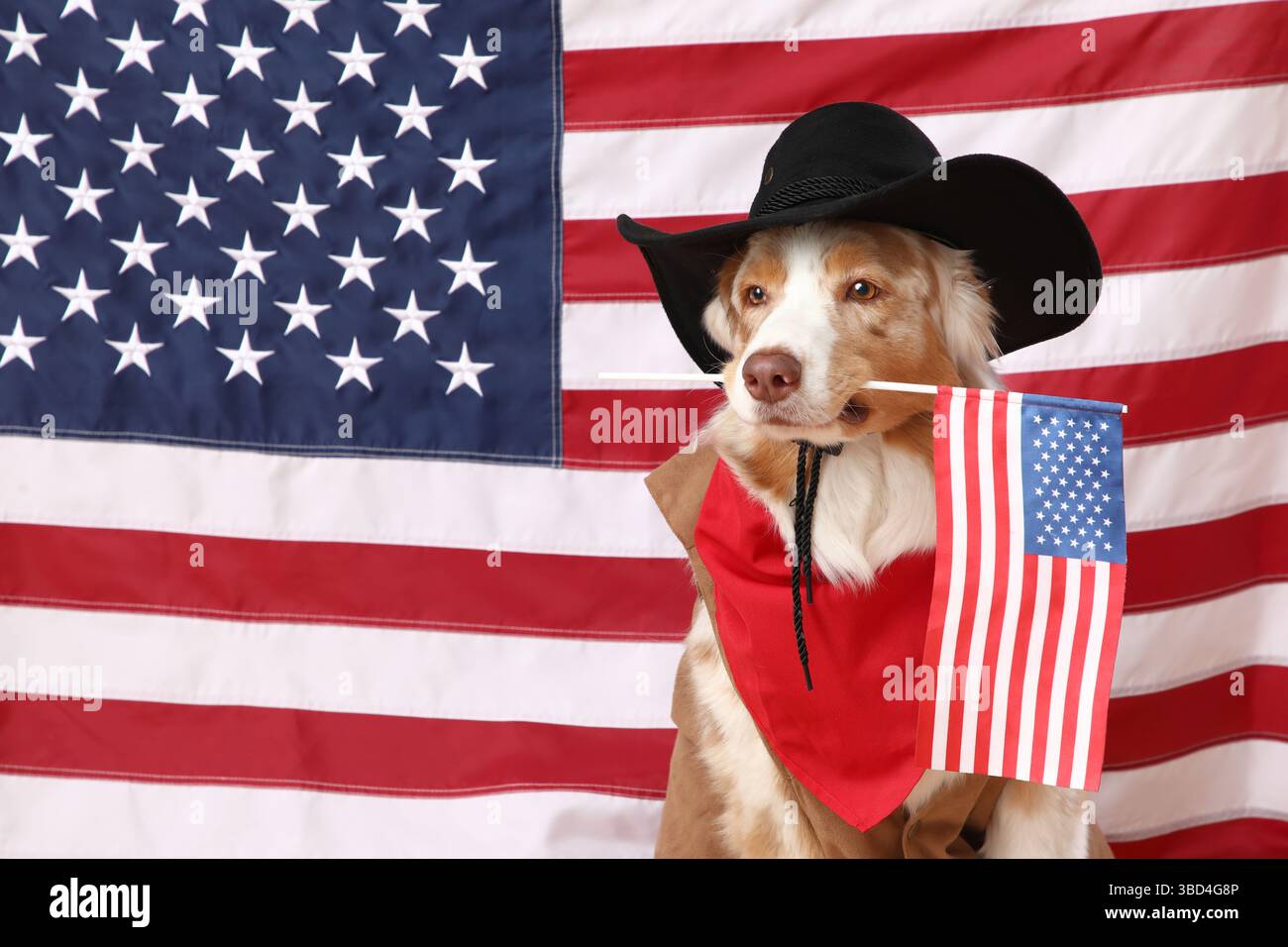 Cute dog in cowboy hat with USA flags. Independence Day celebration ...