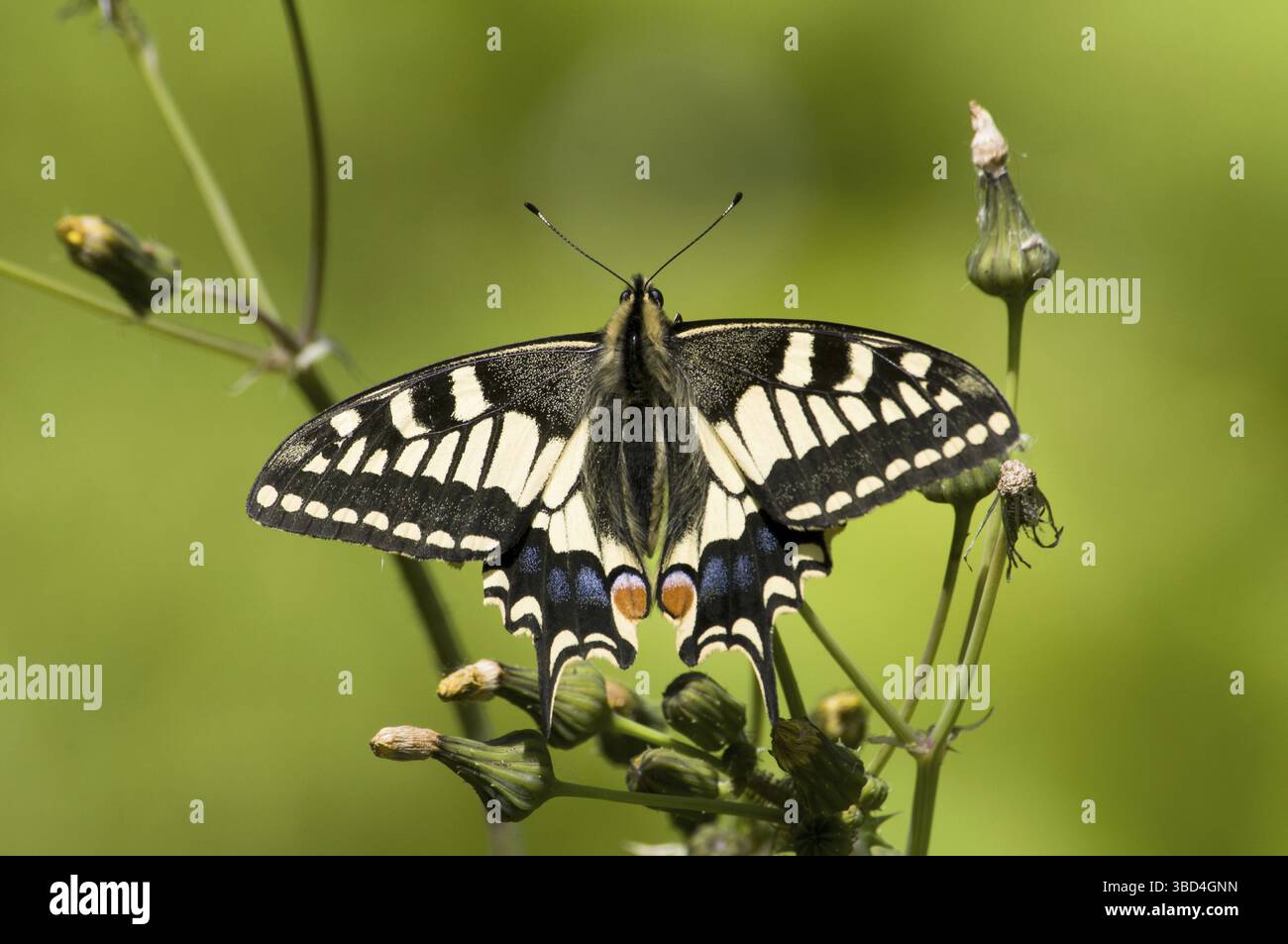 Common Swallowtail (Papilio machaon britannicus), British race, adult ...
