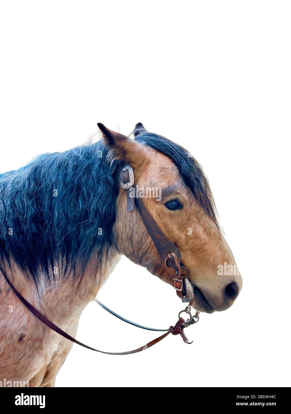 Side view of a pony shows his black mane and his gentle nature . He is ...