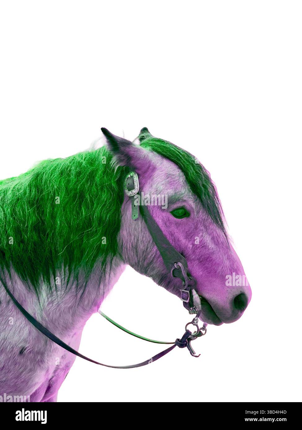 Side view of a pony horse tinted green with purple coat. He wears ...