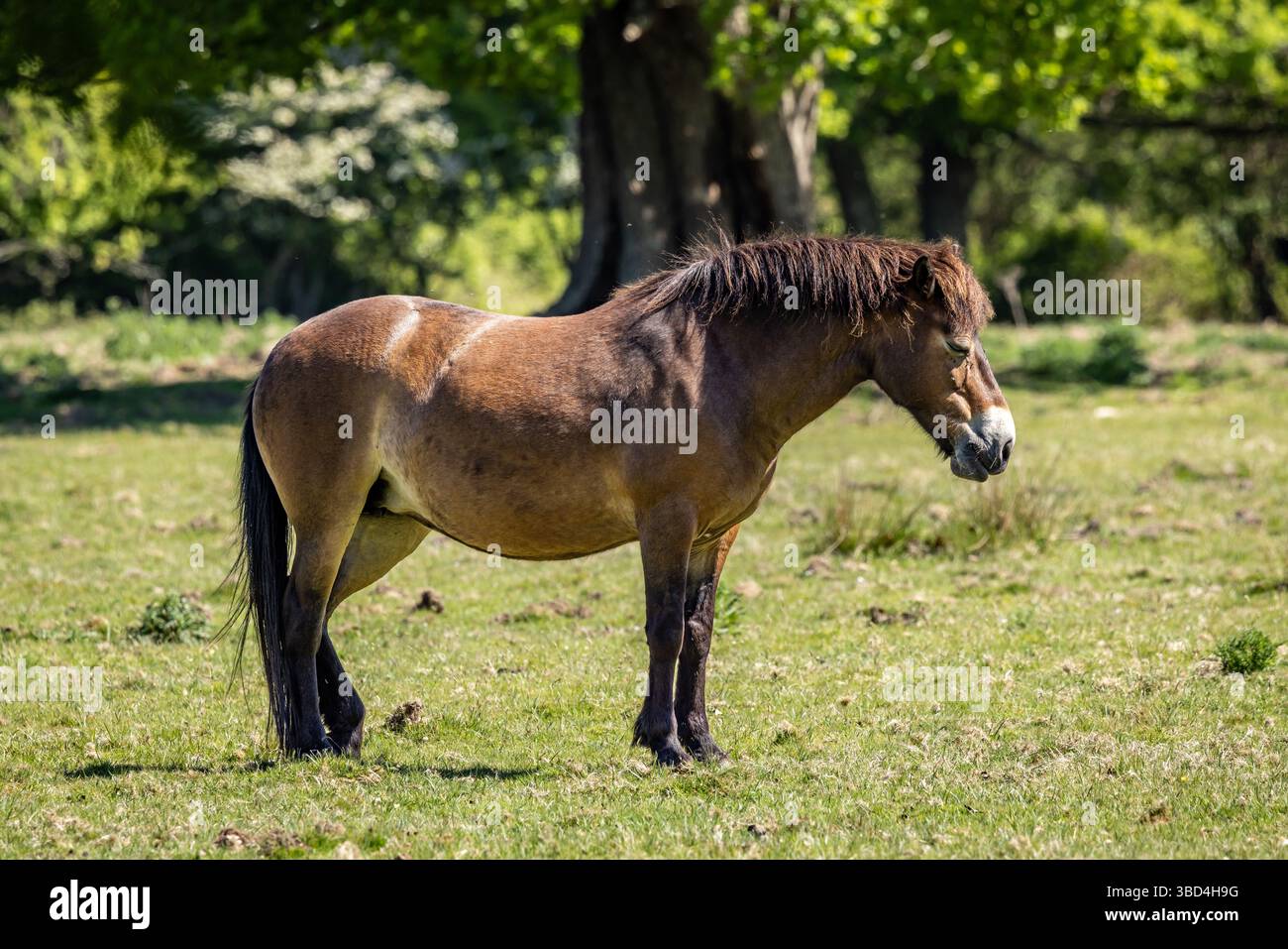 An Exmoor Pony in the Spring Sunshine Stock Photo - Alamy